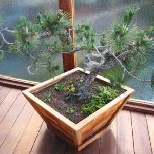 The Bonsai Planters, Built to Last Decades | Forever Redwood